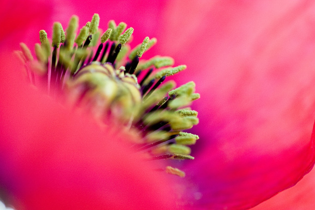 よく治療対象となる過敏症 | Allertek Systems Japan - アラテック・ジャパン 公式サイト